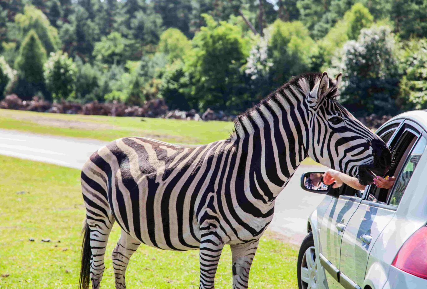 Camping im Serengeti-Park: So geht Safari in Deutschland