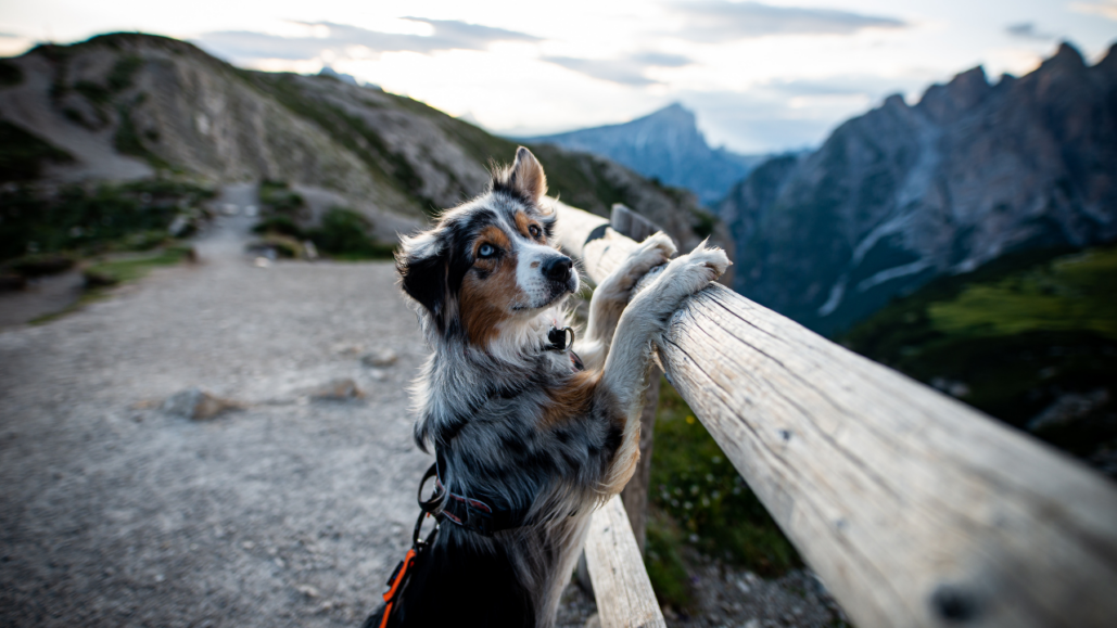 Wunderbar Schne Wanderwege Mit Hund In Der Nhe Fotosnull